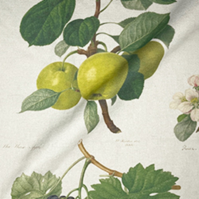 RHS Collection - William Hooker Design | Fruit | 65% Linen 35% Cotton ...